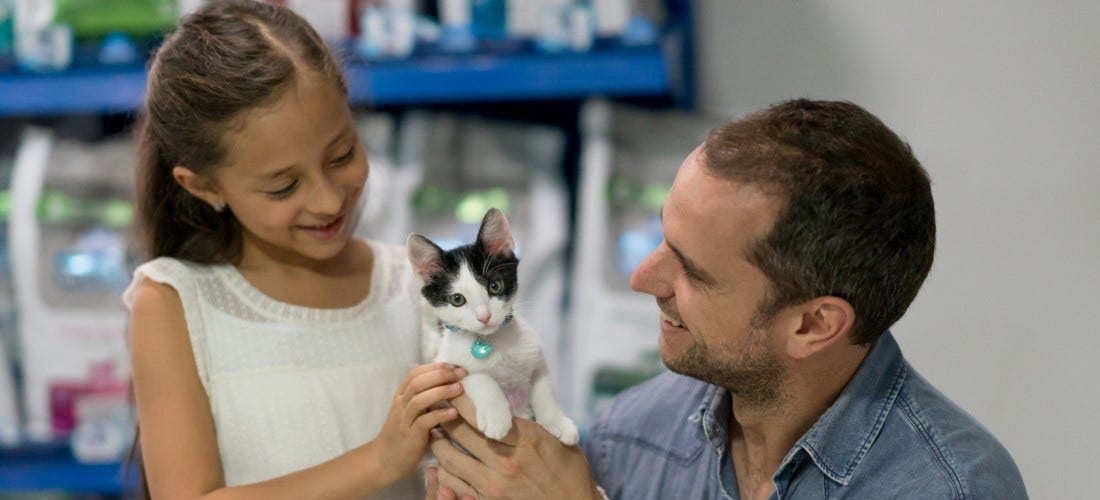 How to Avoid Online Cat Adoption Scams | PetPlace.com