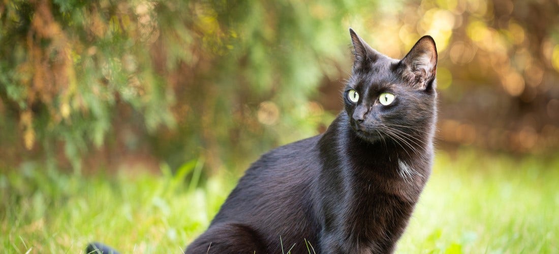 Black Cat Facts: Myths, Personality Traits & Why They Make Great Pets ...