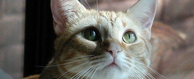 Everyday Dangers: Tips To Keep Your Cat Safe