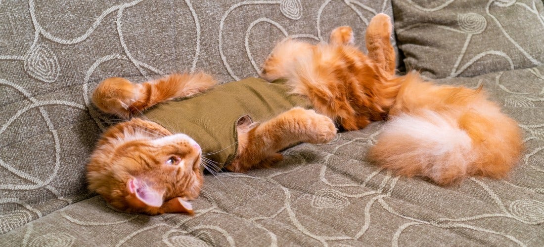 A Guide to Spaying Your Cat | PetPlace.com