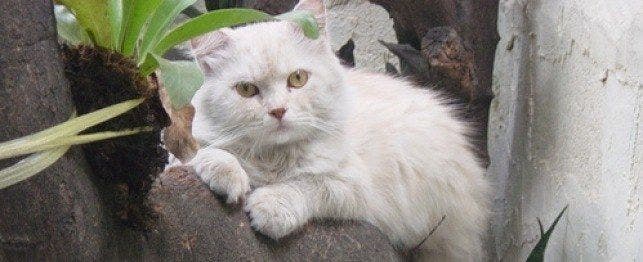 Ichthyosis (Fish Scale Disease) in Cats