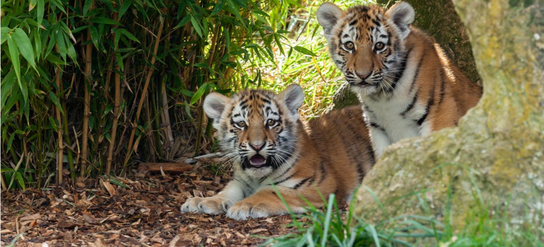 Will Senate Pass this Big Cat Protection Bill? - PetPlace