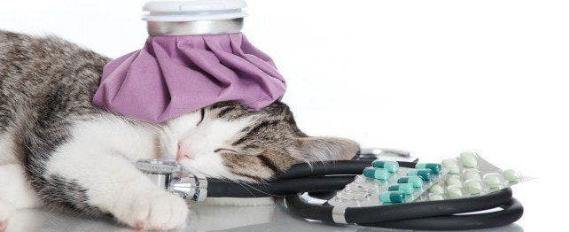 Treating Cat Injuries - When & How to Use Heat vs. Cold Therapy