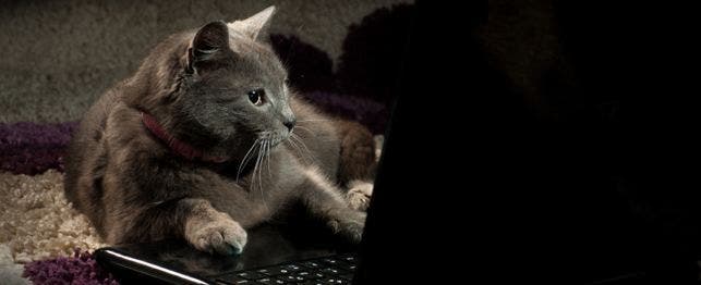 7 Ways Facebook Can Help Pets