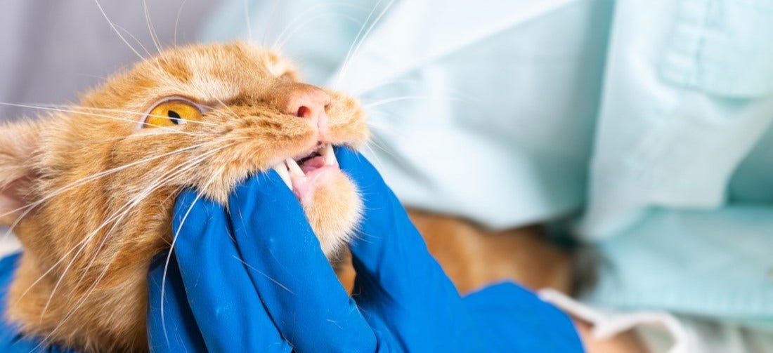 Feline Periodontitis | PetPlace.com