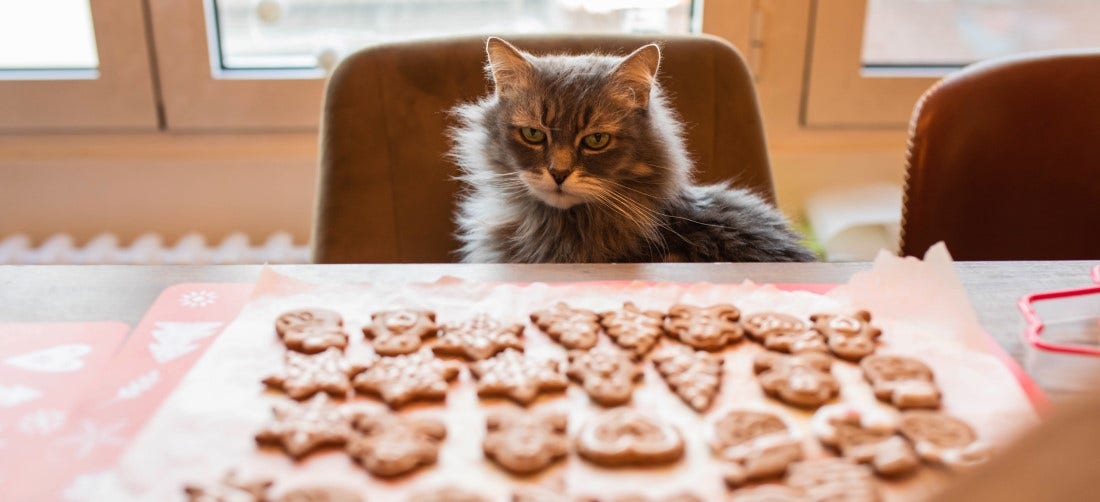 Holiday Treats for Cats | PetPlace.com