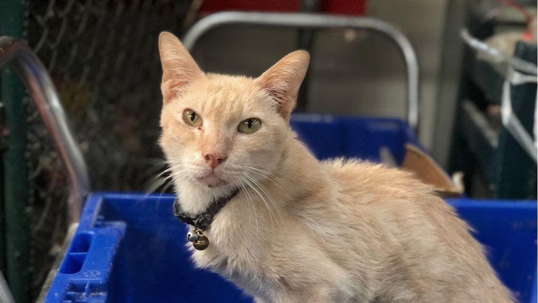 Diseases That Can Cause Anorexia in Cats