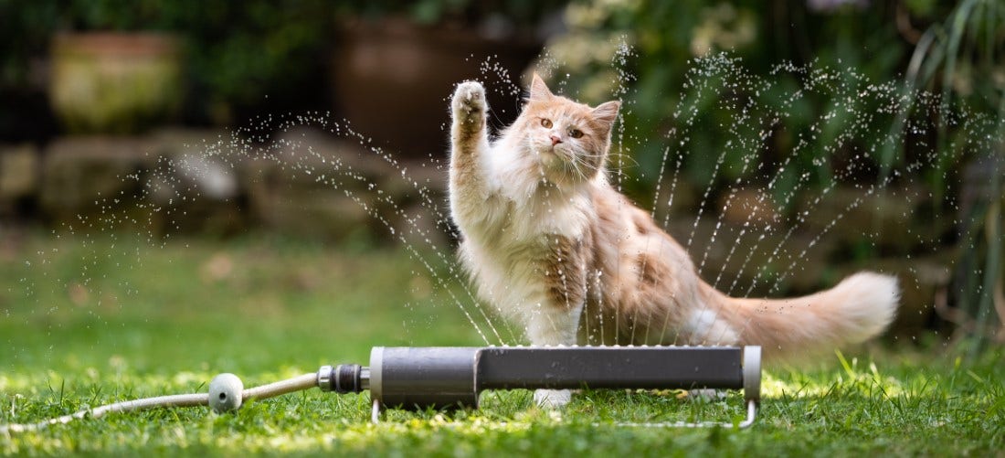 Reasons to Microchip Your Cat | PetPlace.com