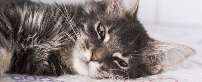 Does Your Cat Have the Sniffles?