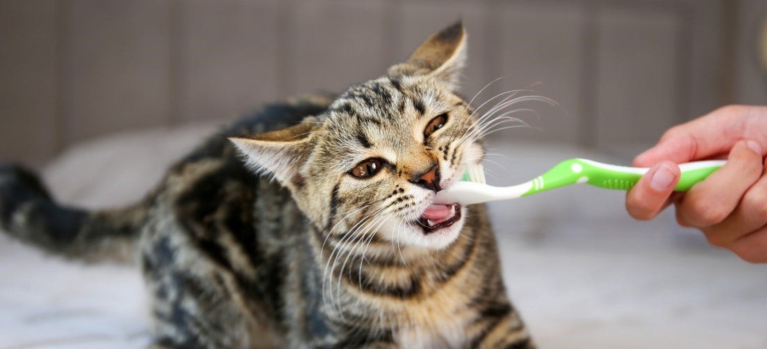 Cat Dental Health | PetPlace.com