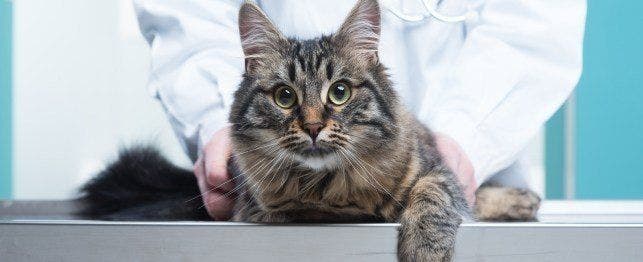 How to Identify the Most Common Cat Conditions