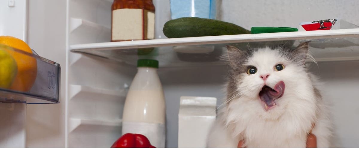 Emergency Food Options for Cats | PetPlace.com
