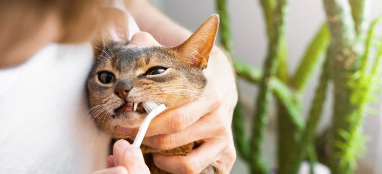 How Many Teeth Do Cats Have: Kitten vs. Adult Cat Teeth & Dental Care ...