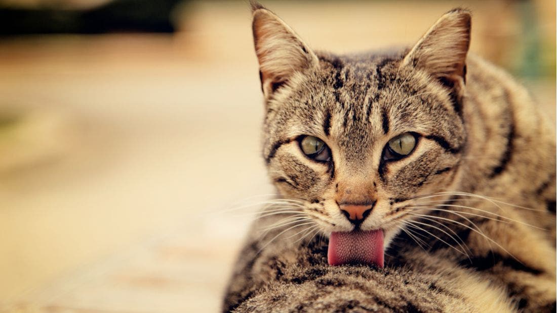 Over-Grooming in Cats - PetPlace