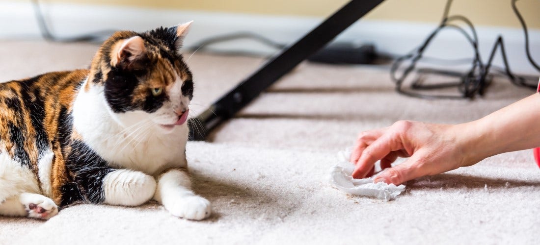 Cleaning Up Cat Hair and Stains | PetPlace.com