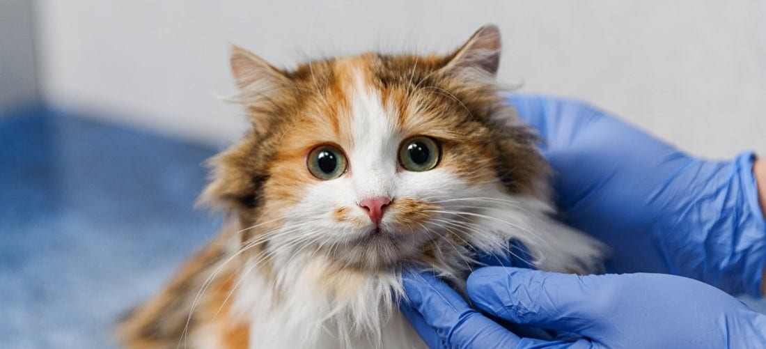 National Take Your Cat to the Vet Day – PetPlace