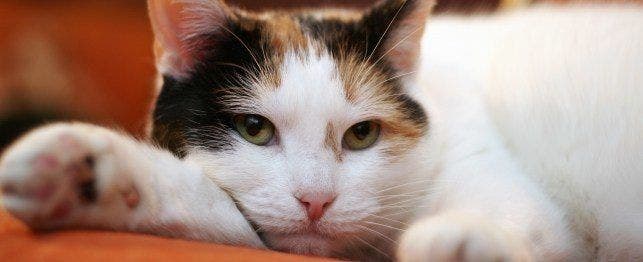 How to Tell if Your Cat is Ill