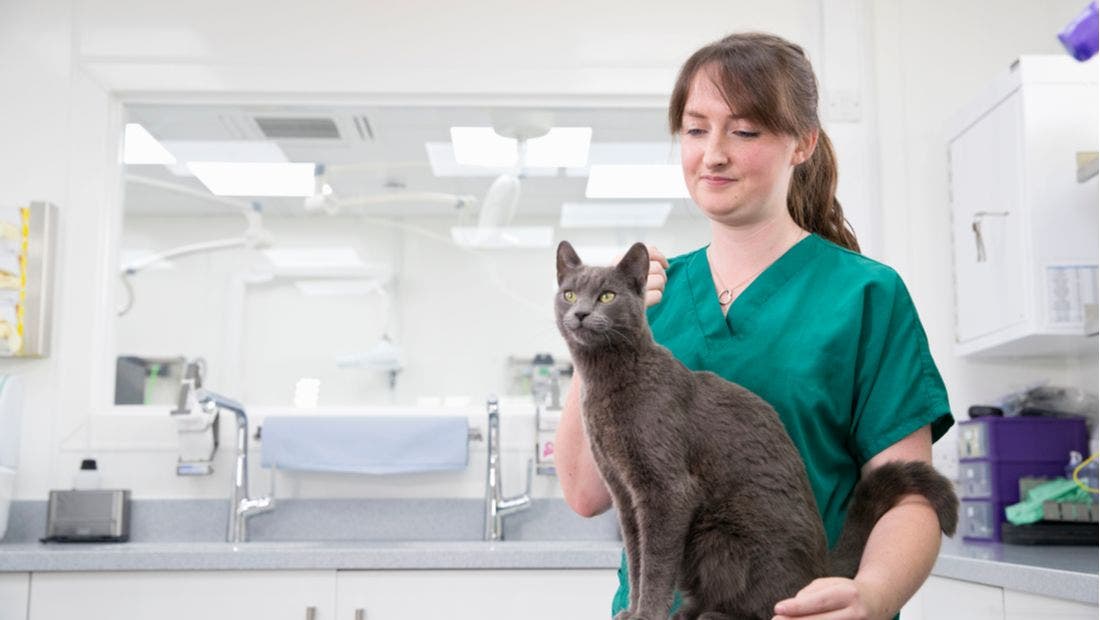 The #1 Cat Emergency Seen in Emergency Rooms