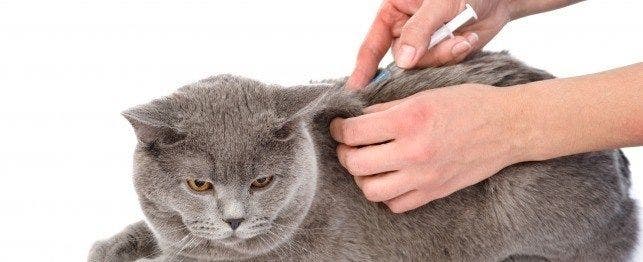 How to Give Injectable Medication to Your Cat