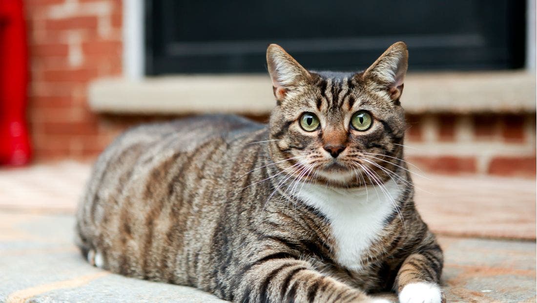 The Science Behind Feline Finickiness and What to do About It