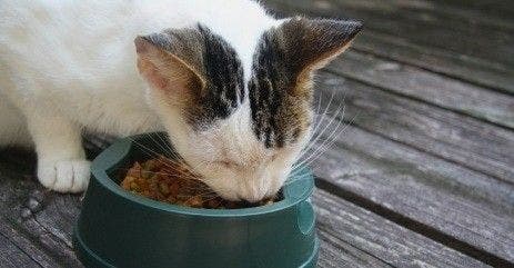 Best Way To Feed A Cat