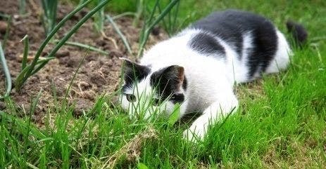 Are Cats "Natural" Hunters and Predators?