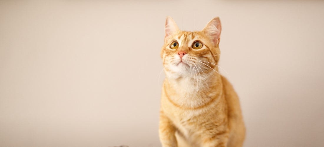What Does DSH Mean for Cats? Domestic Shorthair Meaning Explained by ...