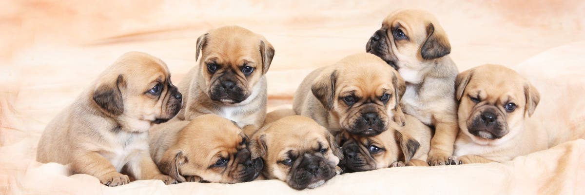 Puggle Dog Breed: Personality, Traits, Health & Care Guide | PetPlace.com