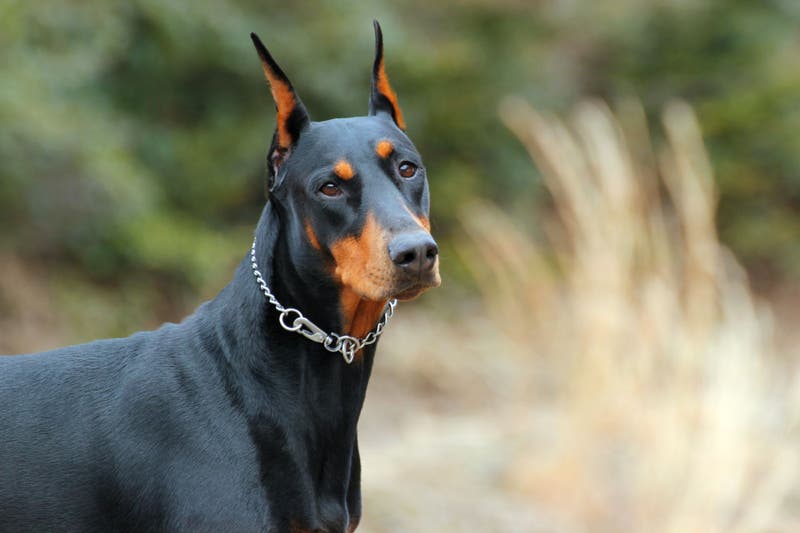 Petplace