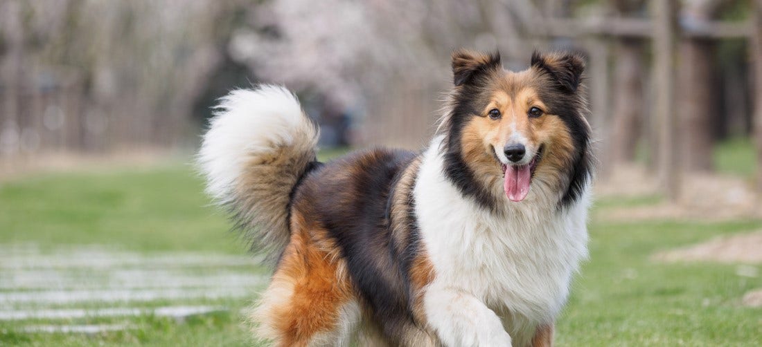 Shetland Sheepdog Breed Guide: Sheltie Personality, Size & Care Tips ...