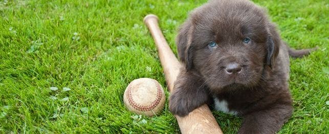 How to Field a Baseball Team with Dog Breeds
