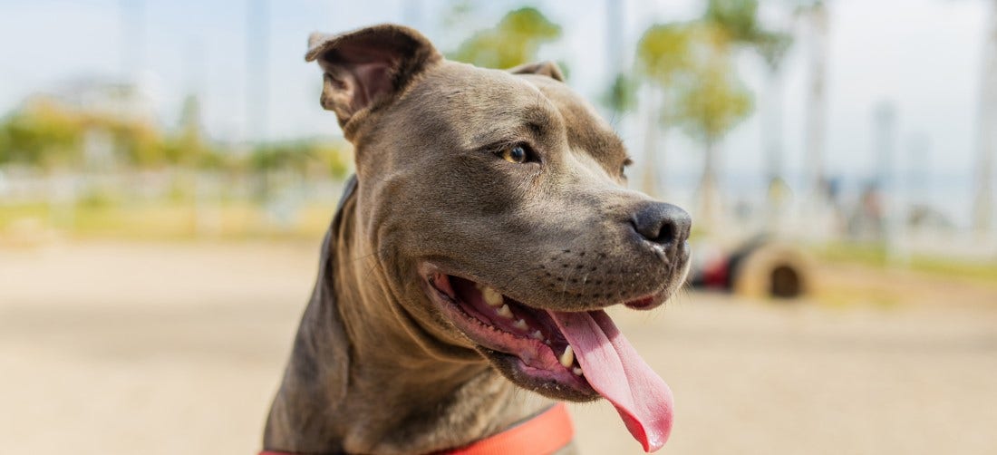 Pitbull Breed Guide: Personality, Health, and Grooming | PetPlace