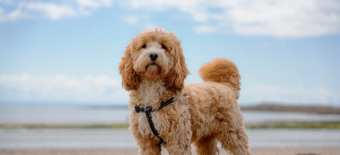 Cockapoo Breed Guide: Temperament, Care & Adoption Tips | PetPlace
