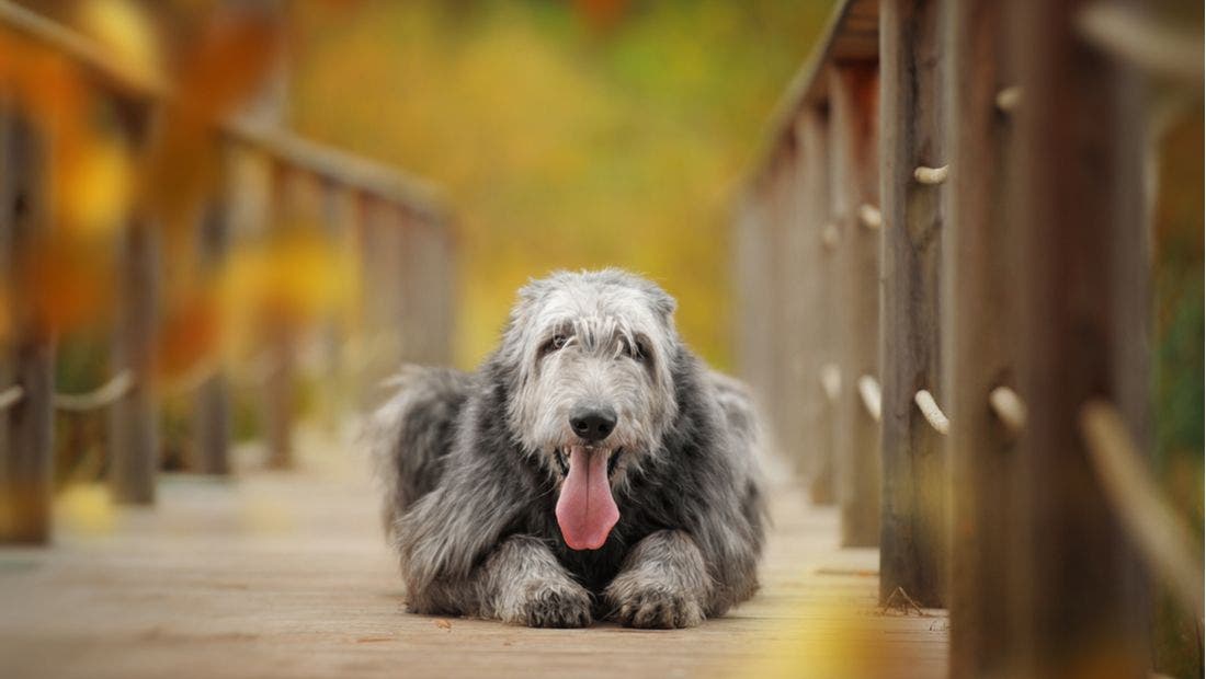 Corgi Irish Wolfhound Mix