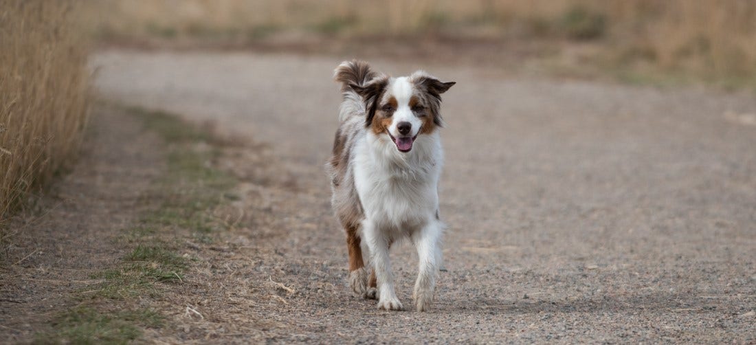 Miniature American Shepherd Breed Guide & Adoption Tips | PetPlace.com