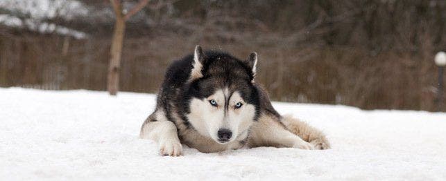 5 Dog Breeds That Love Cold Weather