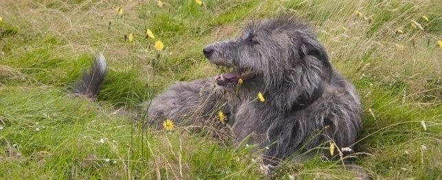Scottish Deerhound Mix