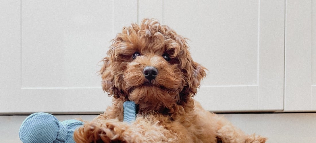 Cavapoo Breed Guide: Temperament, Grooming & Adoption Tips | PetPlace.com