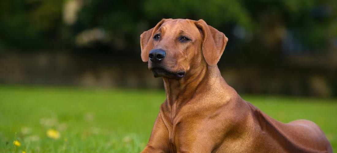 Rhodesian Ridgeback Guide: Care, Health & Adoption Tips | PetPlace.com