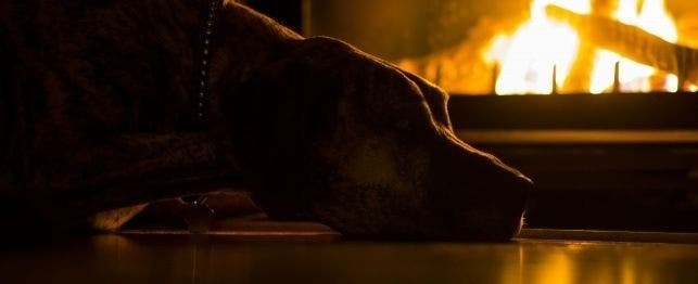 How House Fires Can Affect Your Dog