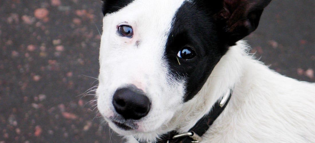 JFK Jr.’s Dog Friday: The Story of John F. Kennedy Jr.’s Beloved ...