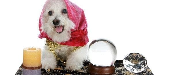 25 Bold Pet Predictions for 2016