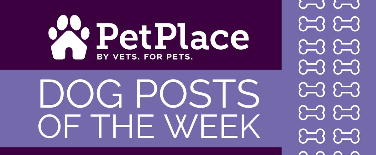 11 of October's Cutest Dog Posts - PetPlace