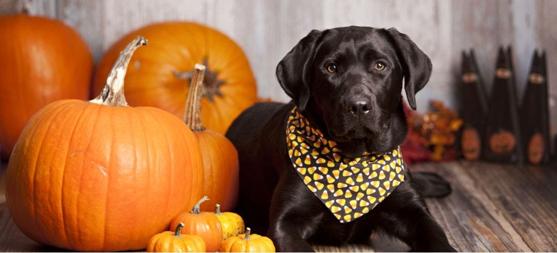 A Delicious Fall Snack for Dogs | PetPlace.com