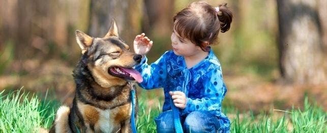 Tips on Teaching Kids to be Safe Around Dogs