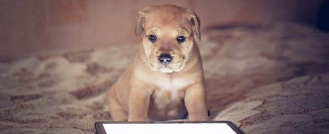 The Top 4 Apps for Dogs