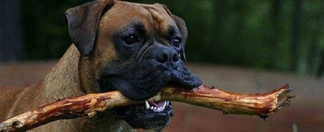 Favorite Household Toys for the Frugal Dog Lover