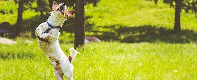 Dog Spring Training: How to Get Your Pup Ready for the Season