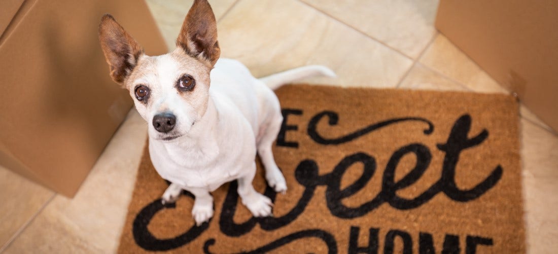 Making a New Dog Comfortable at Home | PetPlace.com