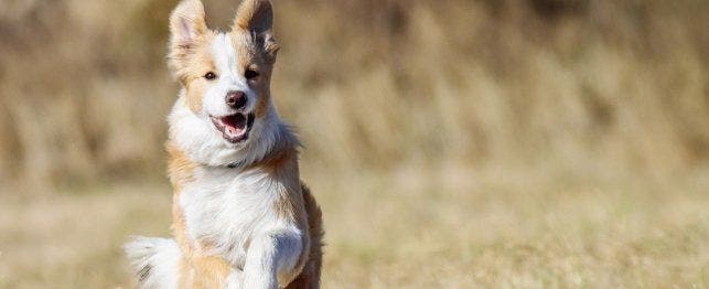 How to Deal with an Overactive, Uncontrollable Dog